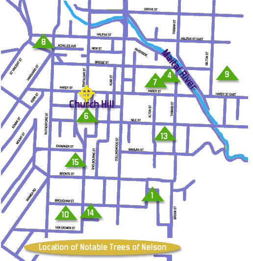 Heritage trees of Nelson - Nelson City Council